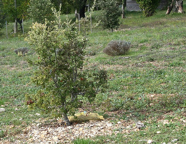 How to Grow your own Truffles with a Truffle Tree | Mushroom Growing
