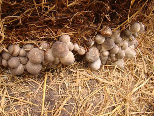 Growing Edible Mushrooms On Straw Vs Sawdust Mushroom Growing